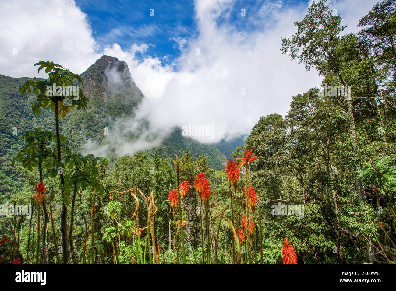 Colombia,Parque Nacional Natural Los Nevados, south of Manizales has ...