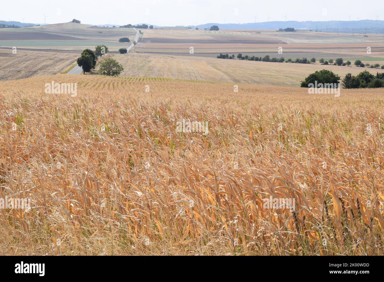 wide corn fields in the Eifel Stock Photo - Alamy