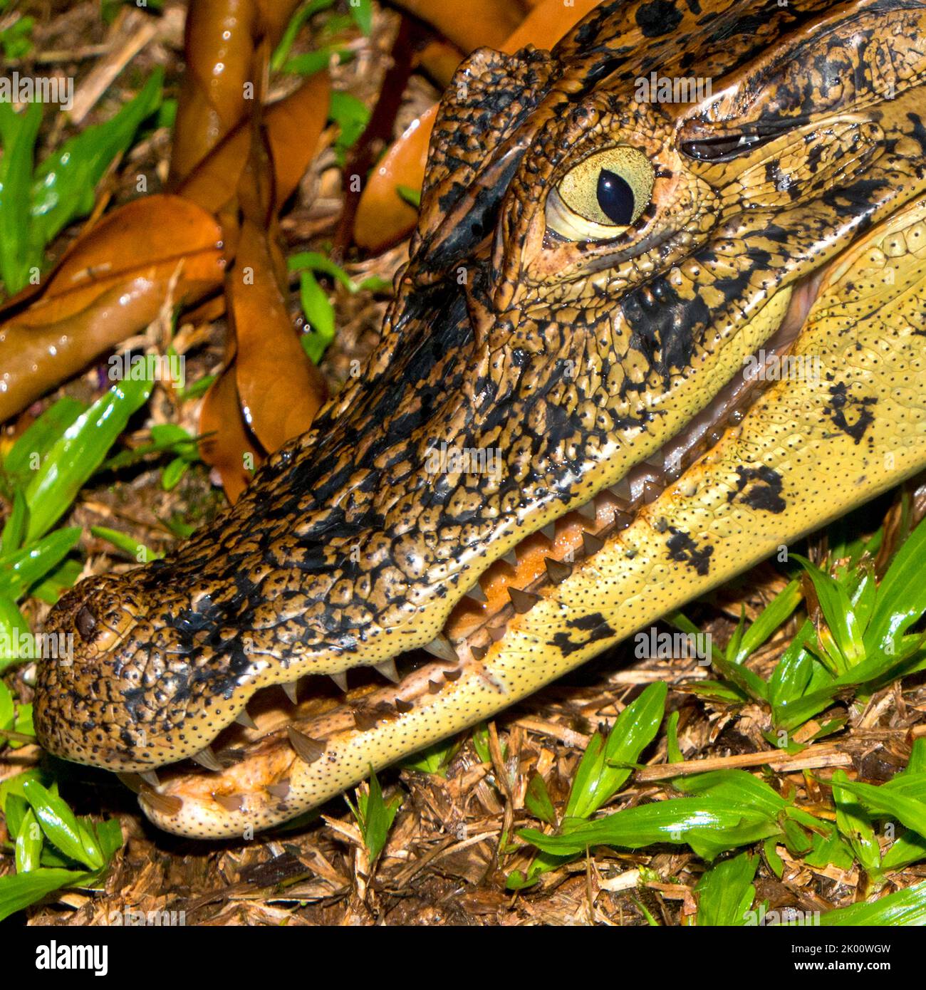 Spectacled Caiman, White Caiman, Common Caiman, Caiman crocodilus ...