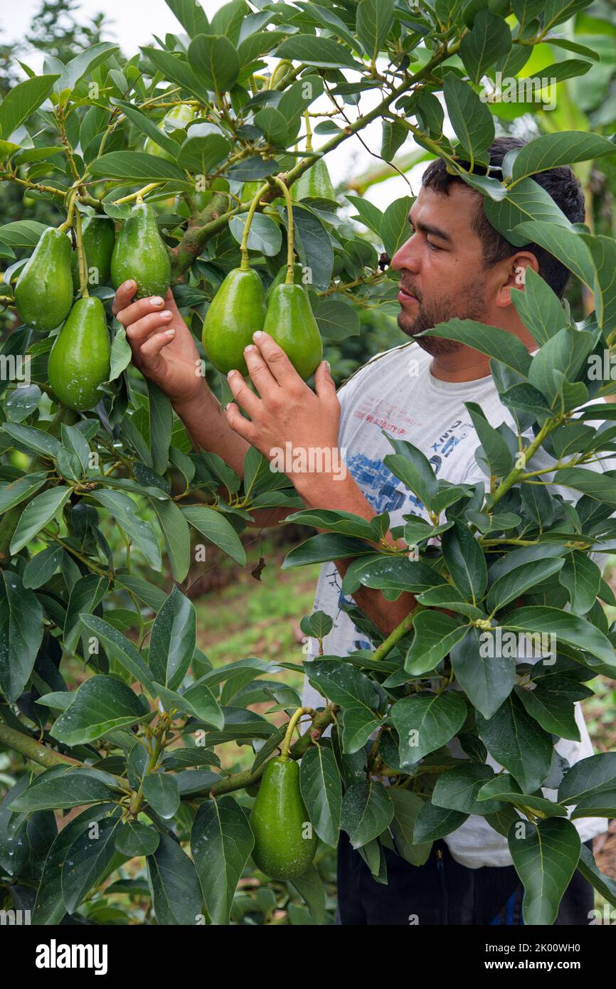 Colombia,Quindio state, avocado fruit is picked by a farm labourer ...