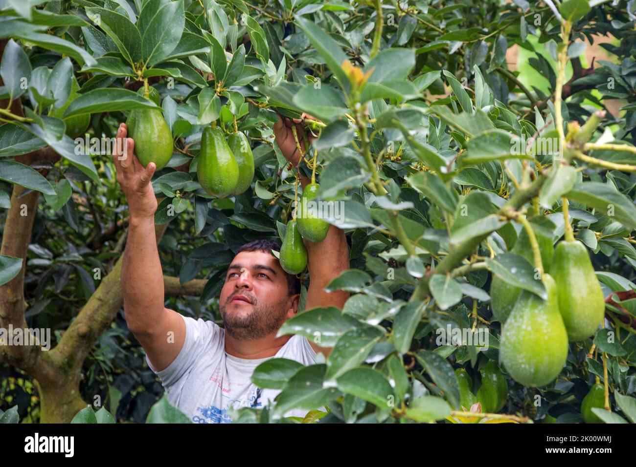Colombia,Quindio state, avocado fruit is picked by a farm labourer ...