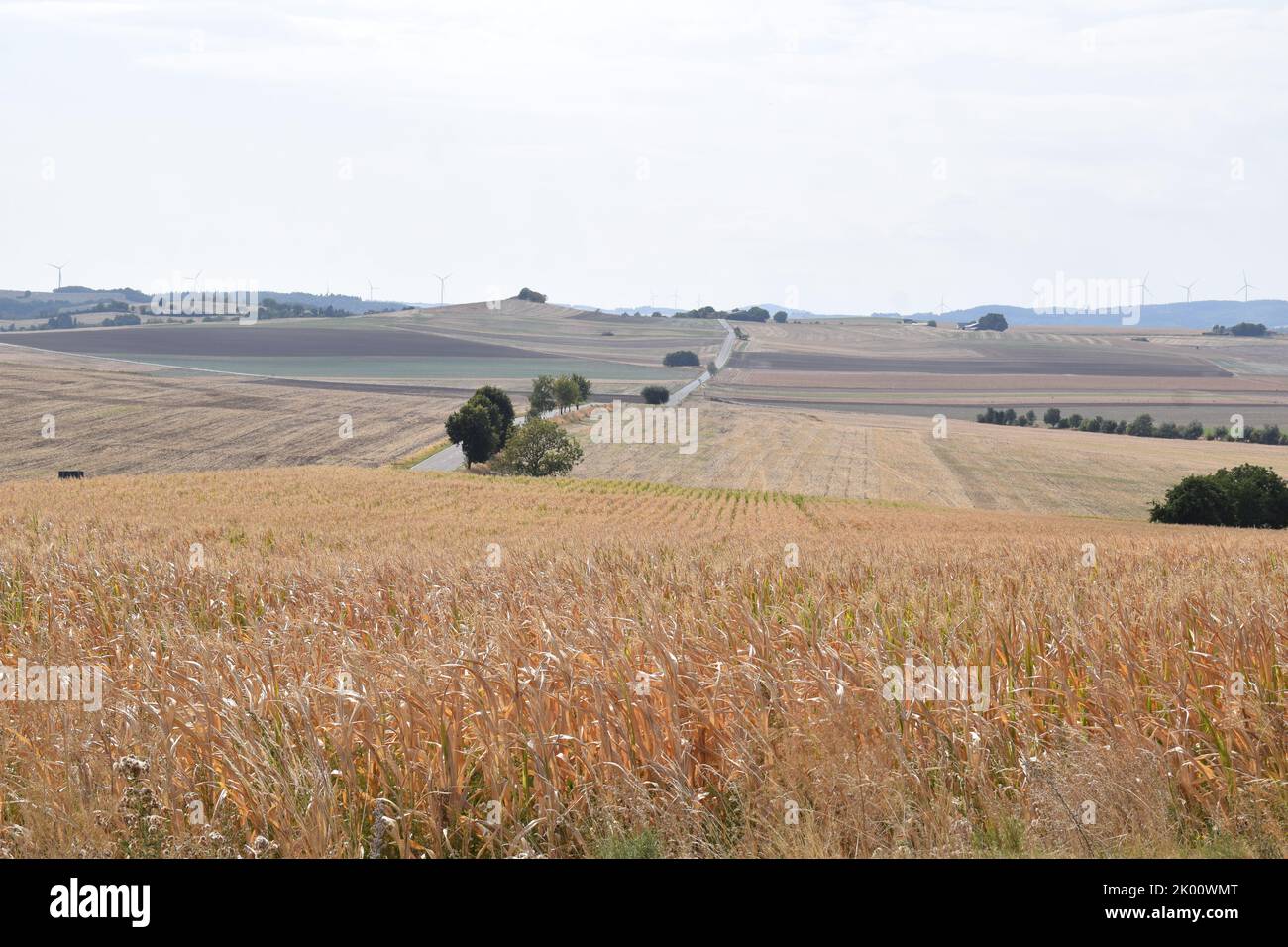 wide corn fields in the Eifel Stock Photo - Alamy