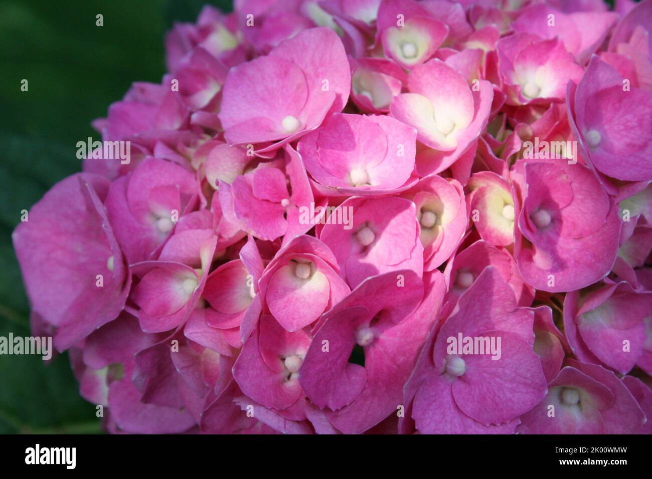Bright pink bigleaf hydrangea or French hydrangea or lacecap hydrangea ...