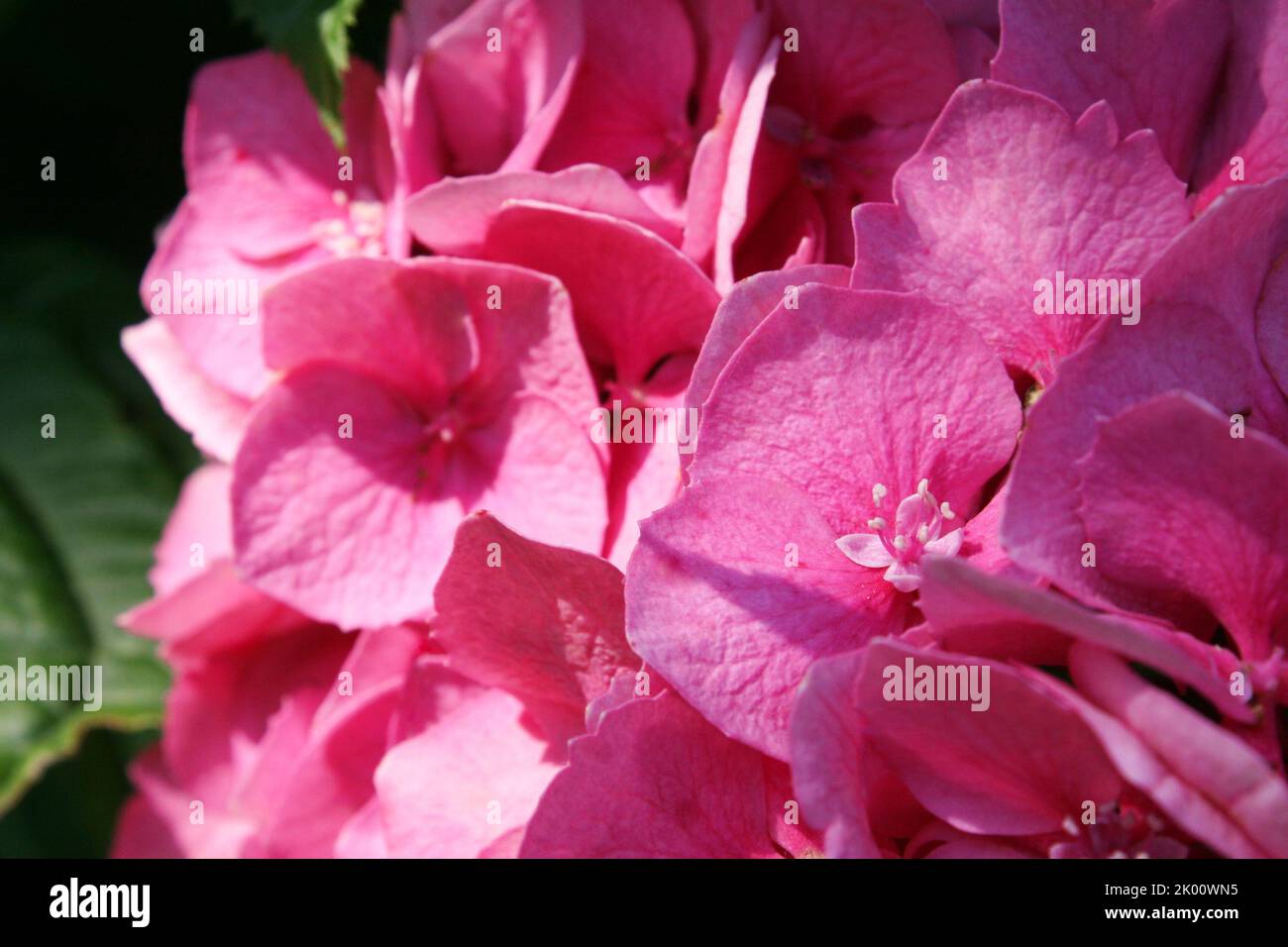 Bright pink bigleaf hydrangea or French hydrangea or lacecap hydrangea or penny mac or hortensia ...
