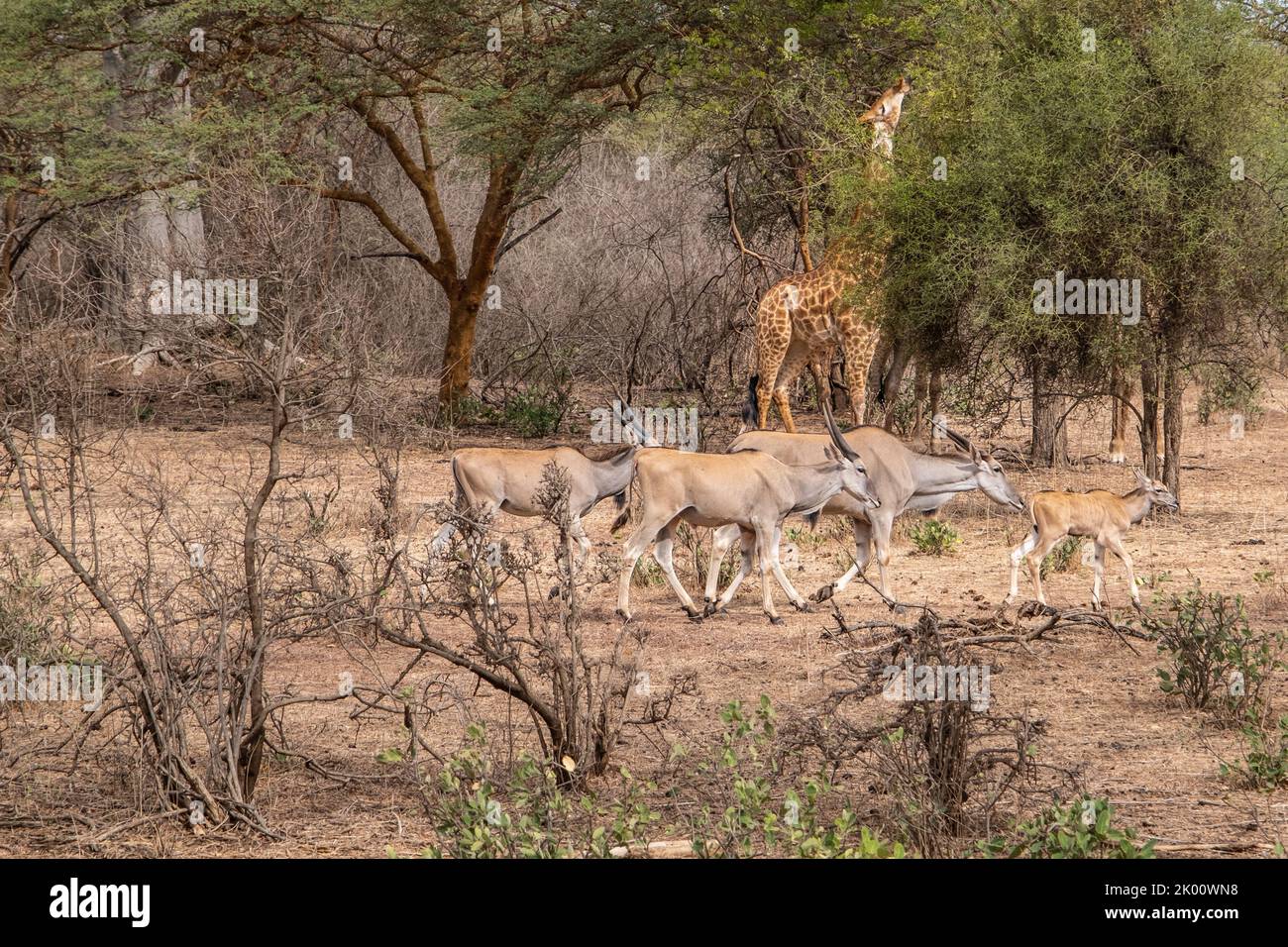 Animals in the wild, Senegal Stock Photo - Alamy
