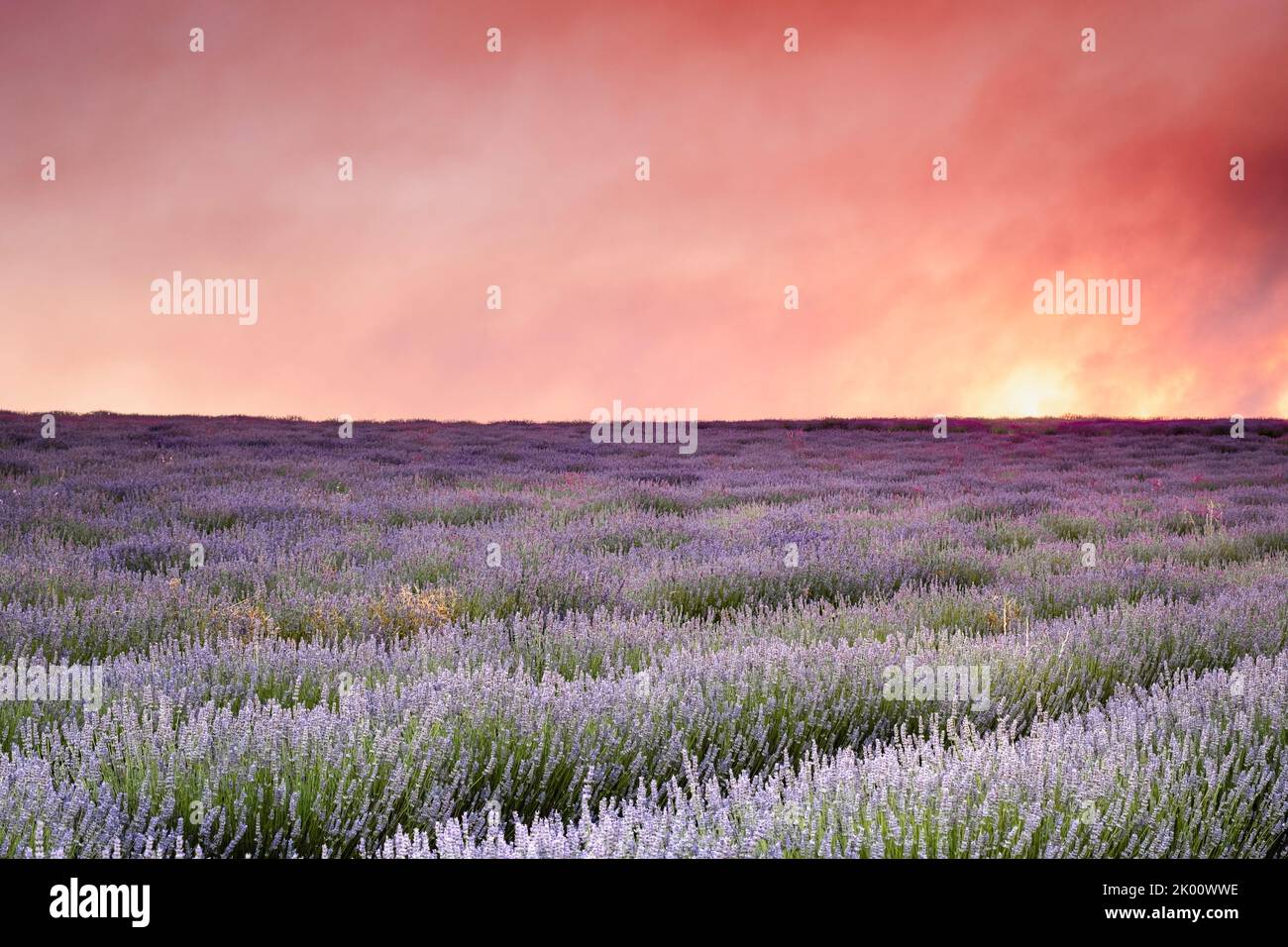 Lavender field with a fire on horizon Stock Photo - Alamy