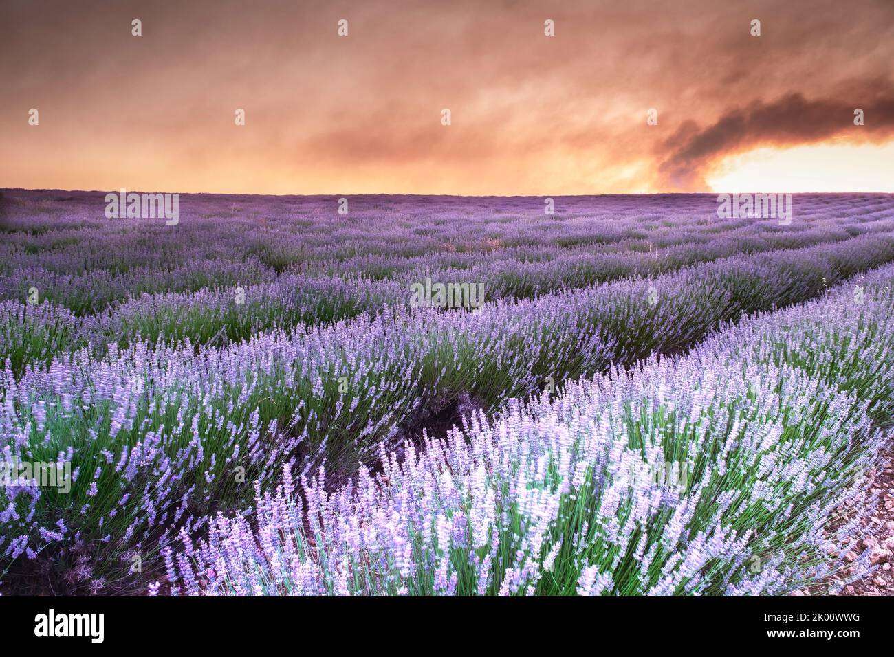 Lavender field with a fire on horizon Stock Photo - Alamy