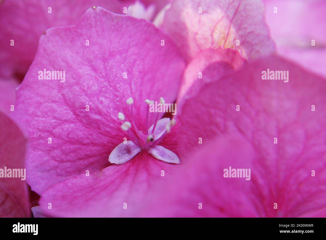 Bright pink bigleaf hydrangea or French hydrangea or lacecap hydrangea ...