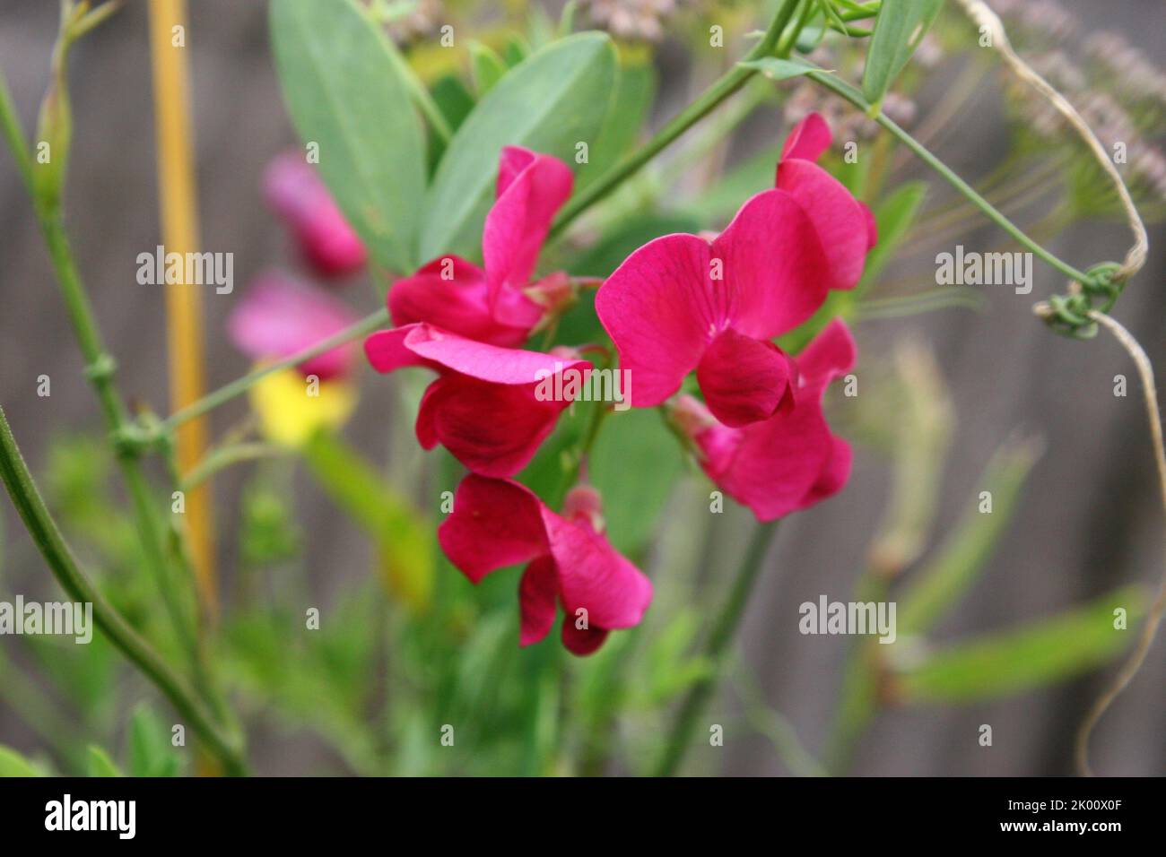 Summer tine hi-res stock photography and images - Alamy