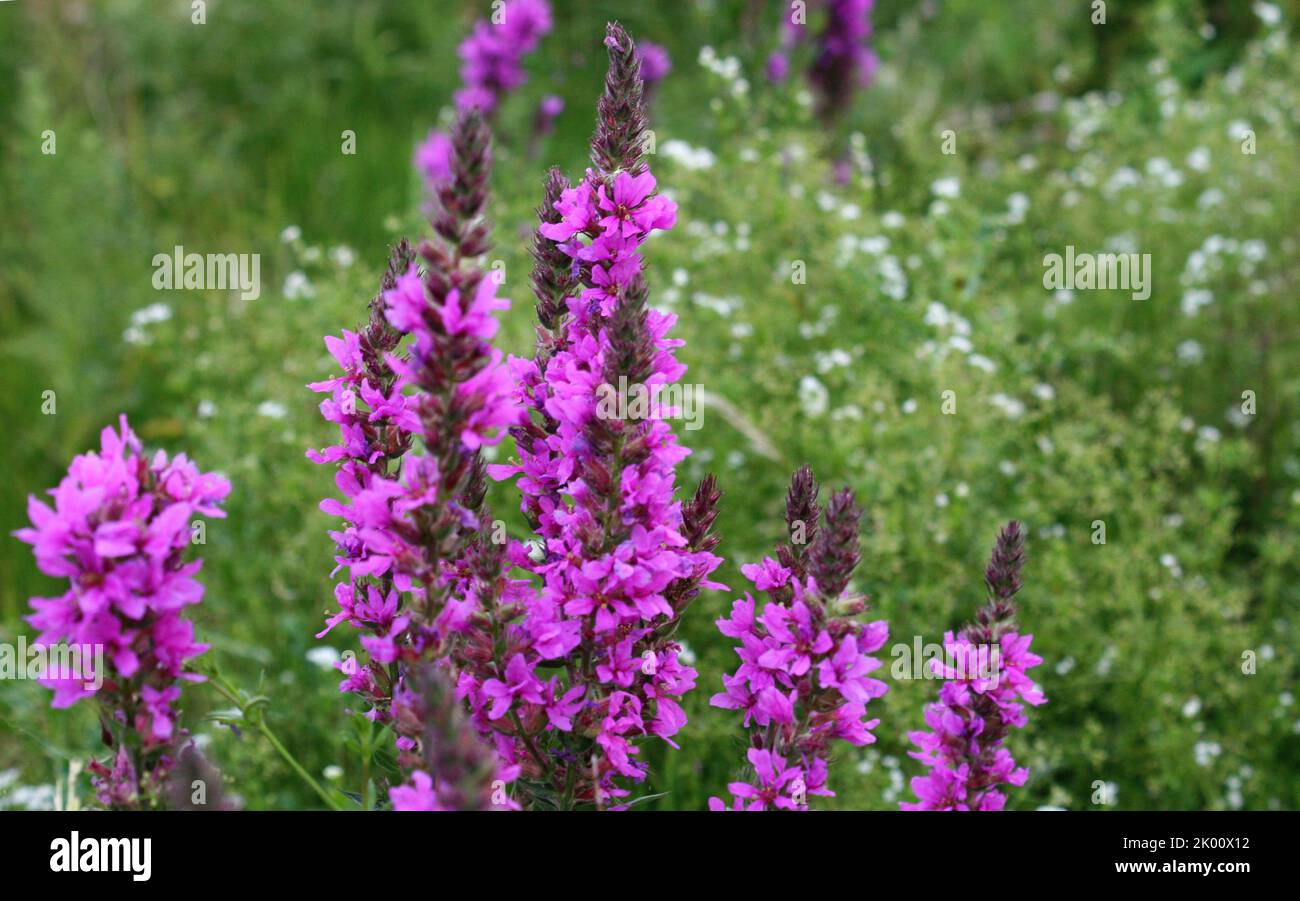 Bright pink flowers of fireweed or great willowherb or rosebay ...