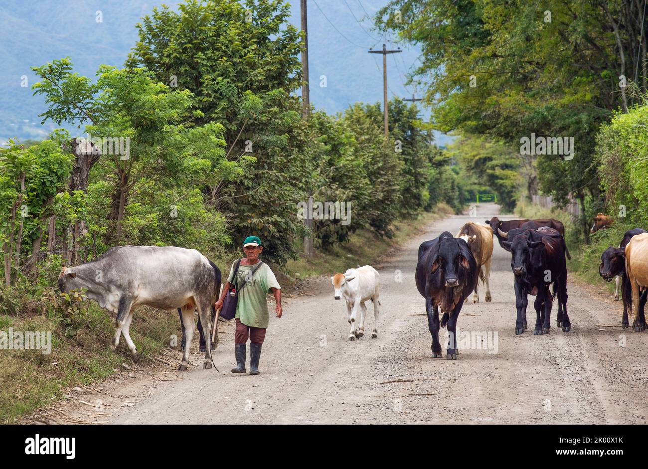 Colombia,shepherd is herding his cows in the Valle del Cauca Stock ...