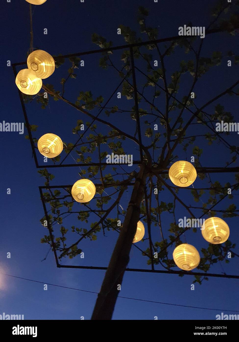Fairy lights in a tree with night sky in the backround Stock Photo - Alamy