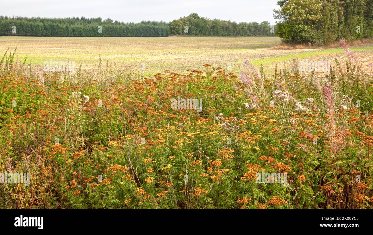 Wild flowers next to an agricultural field in Denmark, summertime Stock ...