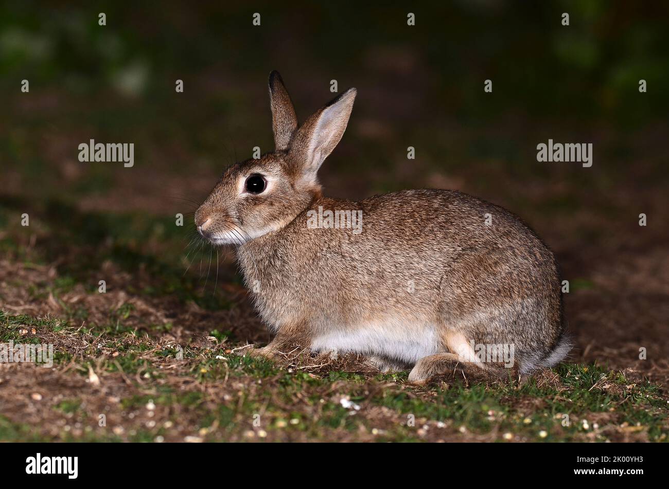 RABBIT Oryctolagus cuniculus Stock Photo - Alamy