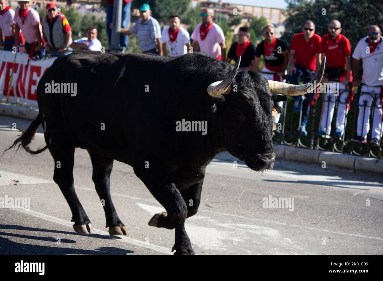 Running of Toro de la Vega in Tordesillas, Valladolid Stock Photo - Alamy