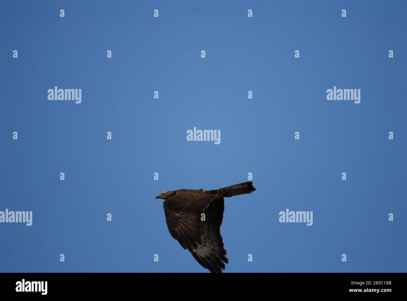 Pecchiaiolo hi-res stock photography and images - Alamy