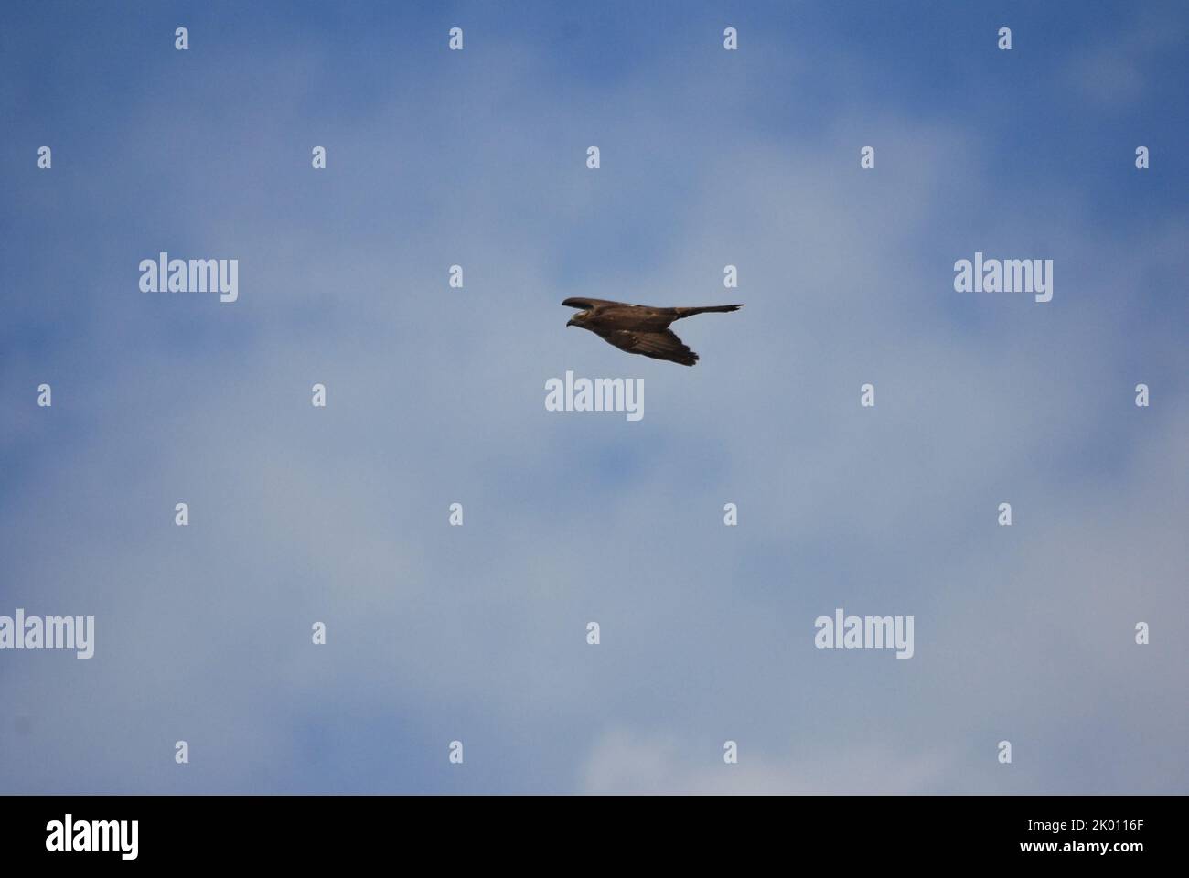 Pecchiaiolo hi-res stock photography and images - Alamy