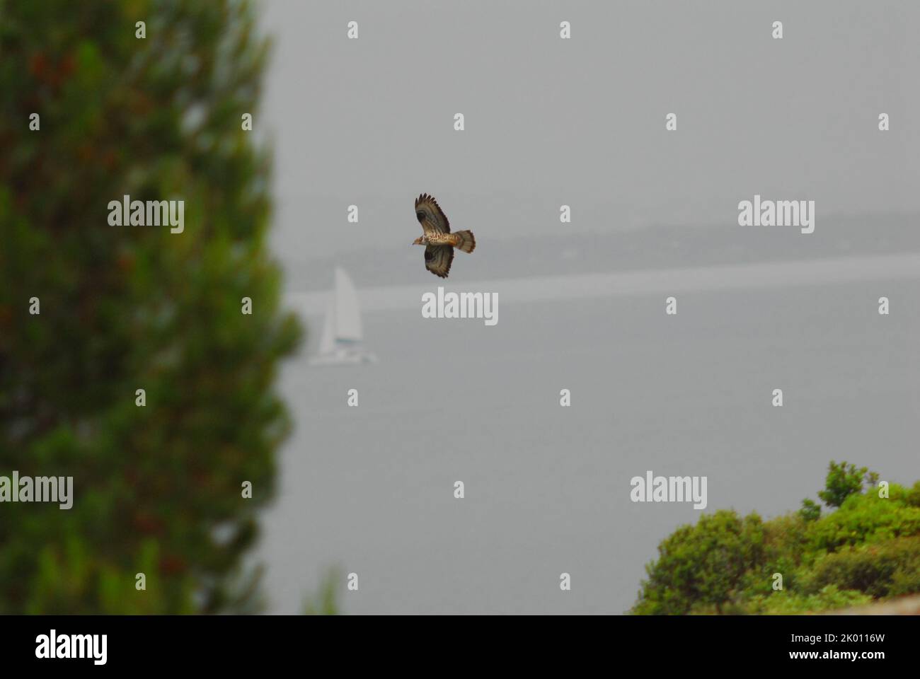 Pecchiaiolo hi-res stock photography and images - Alamy
