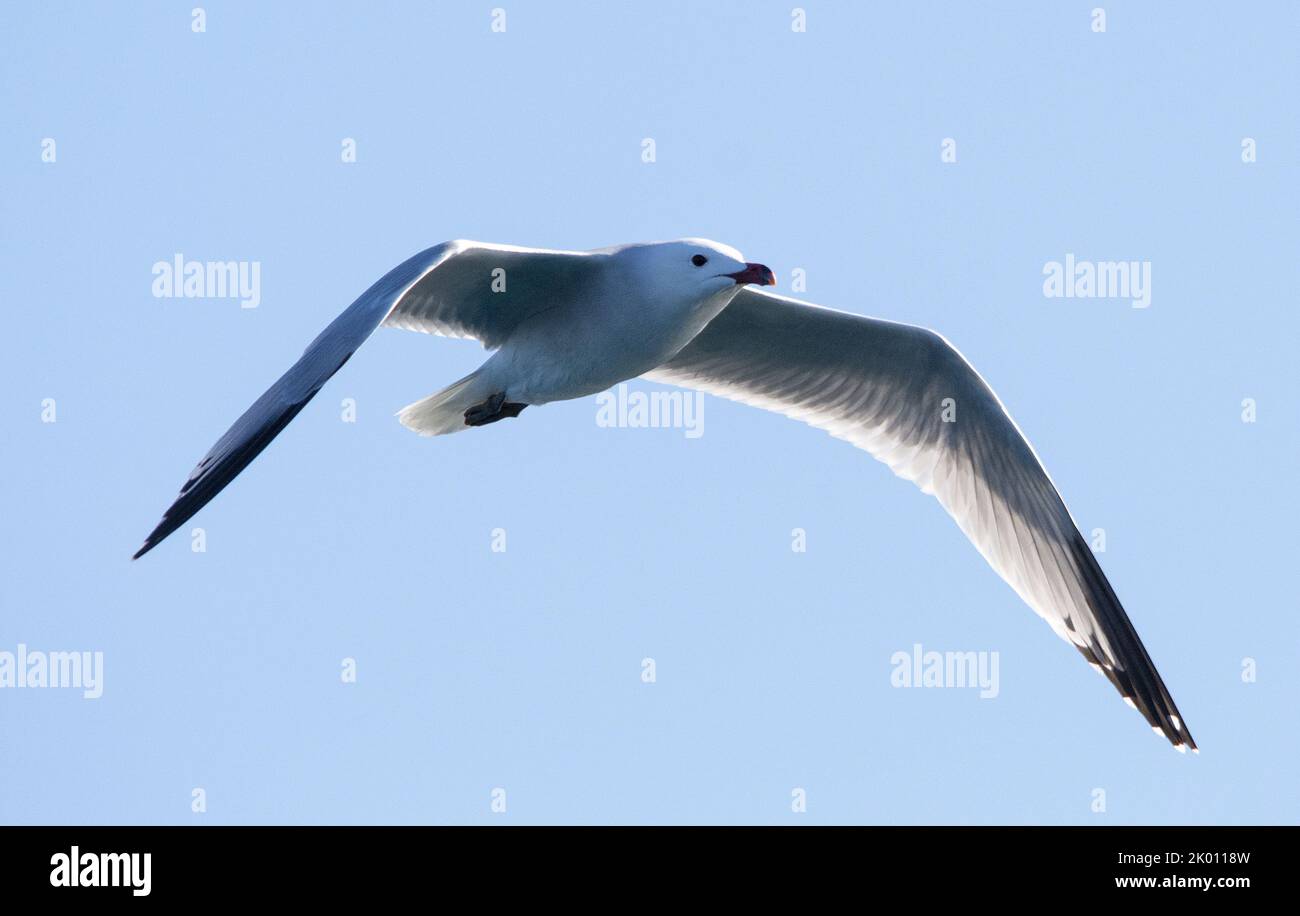 Raro endemico hi-res stock photography and images - Alamy