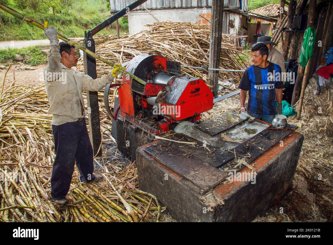 Colombia, Huila department, San Agustin region,Sugar cane is harvested ...