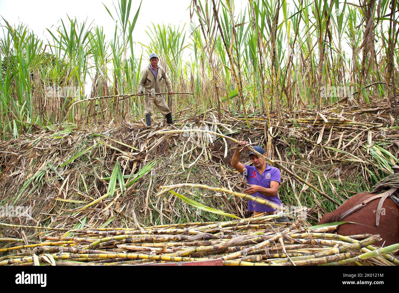 Colombia, Huila department, San Agustin region, labourers on a small sugar cane plantation are ...