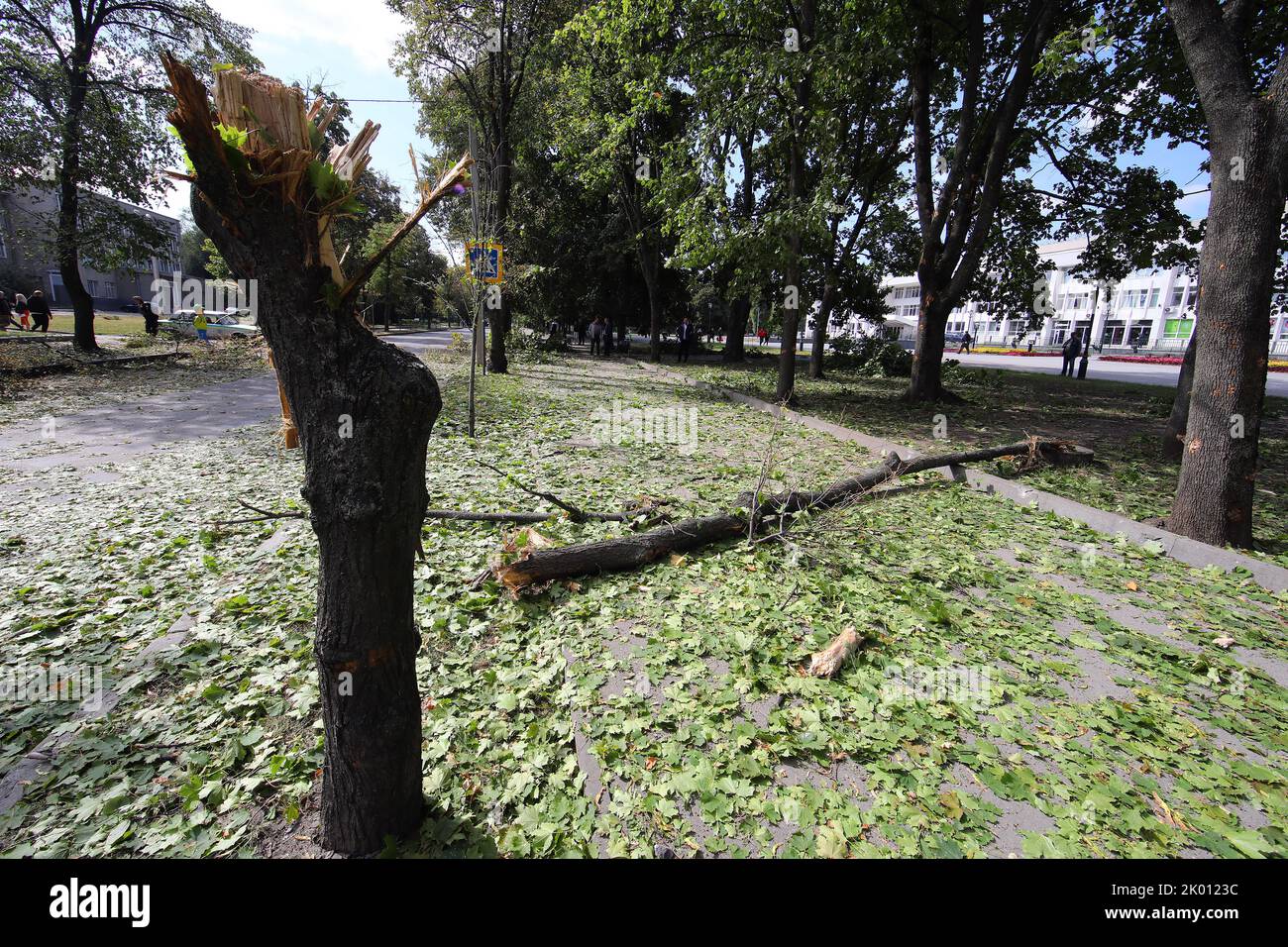 KHARKIV, UKRAINE - SEPTEMBER 08, 2022 - A broken tree is seen as a ...