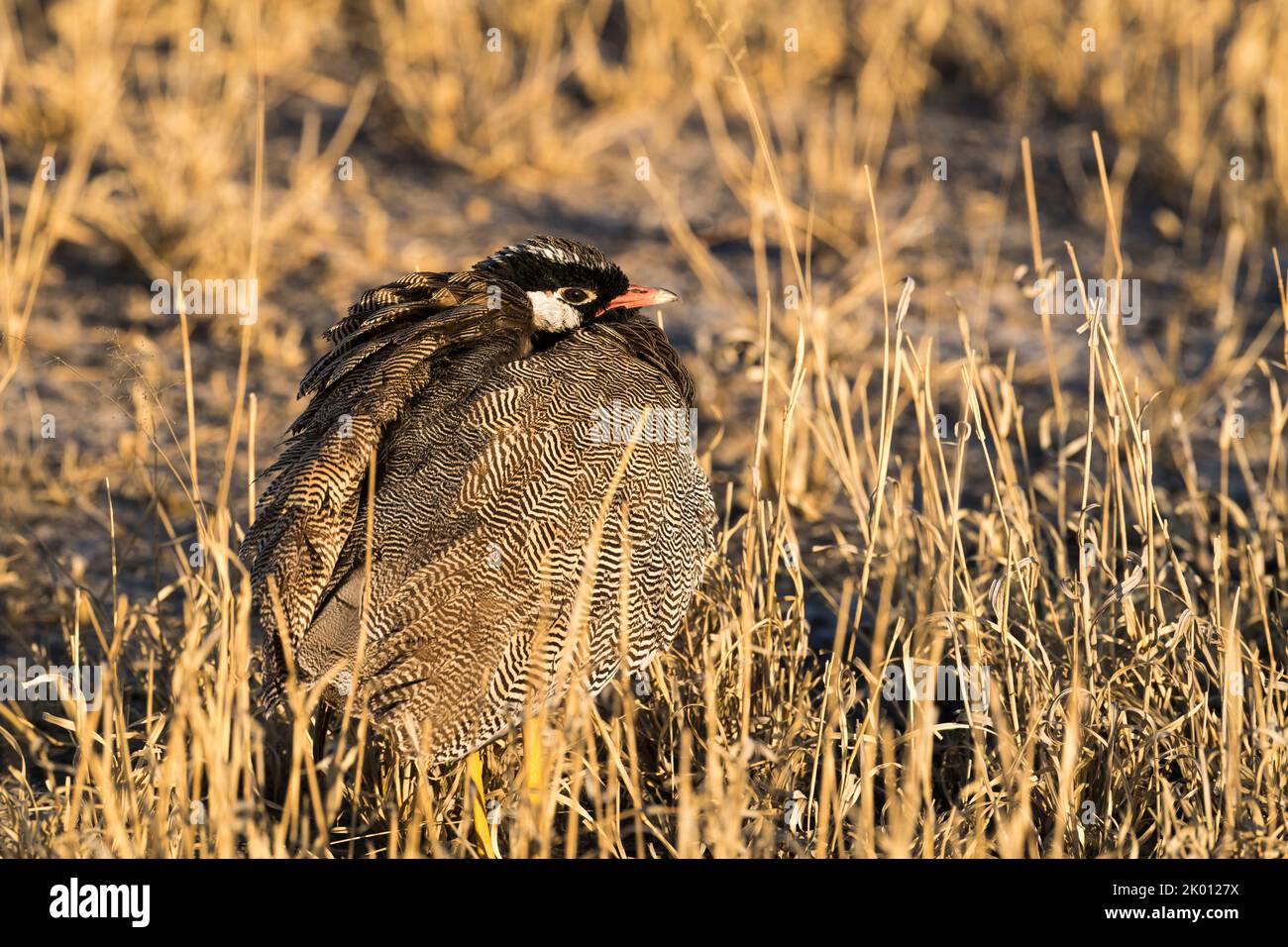 White-quilled Bustard with fluffed feathers, Central Kalahari Game ...