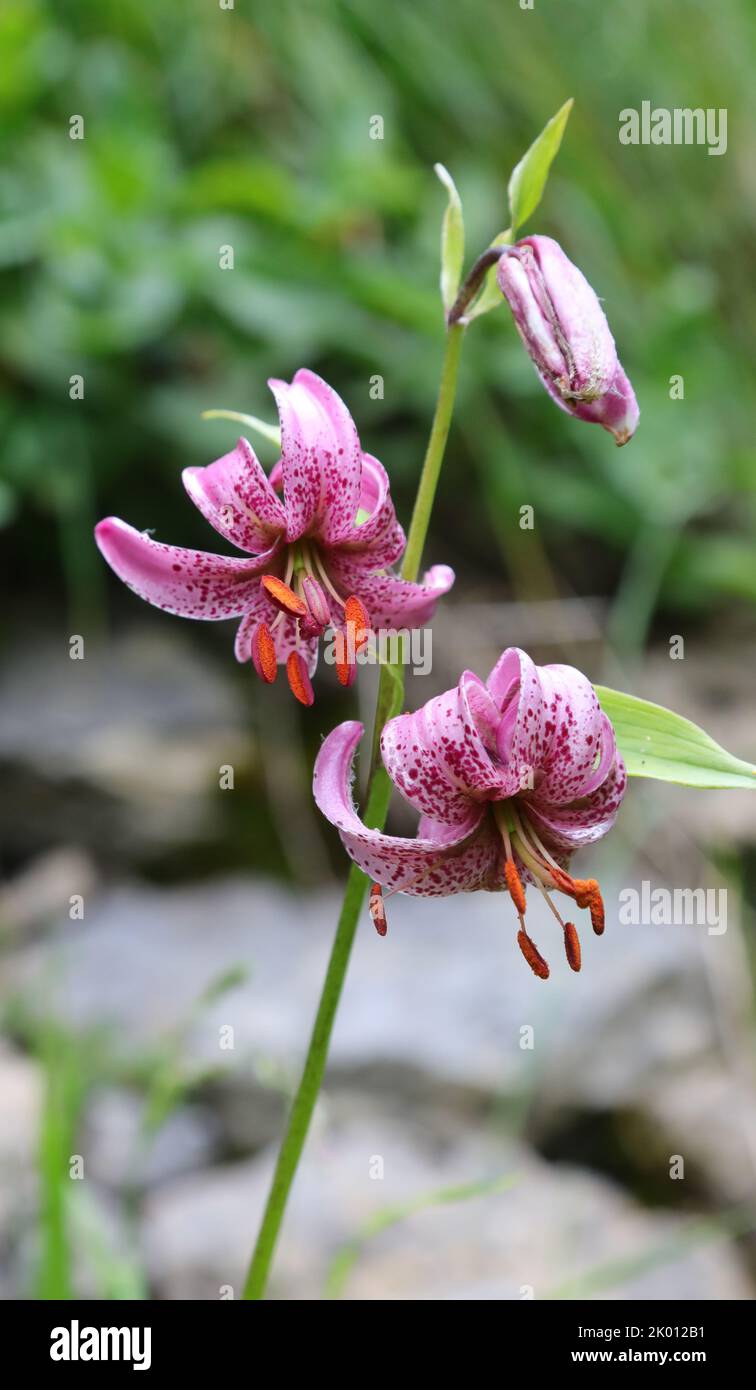 Flowering wild lily of purple color typical of alpine flora in the high mountains Stock Photo ...
