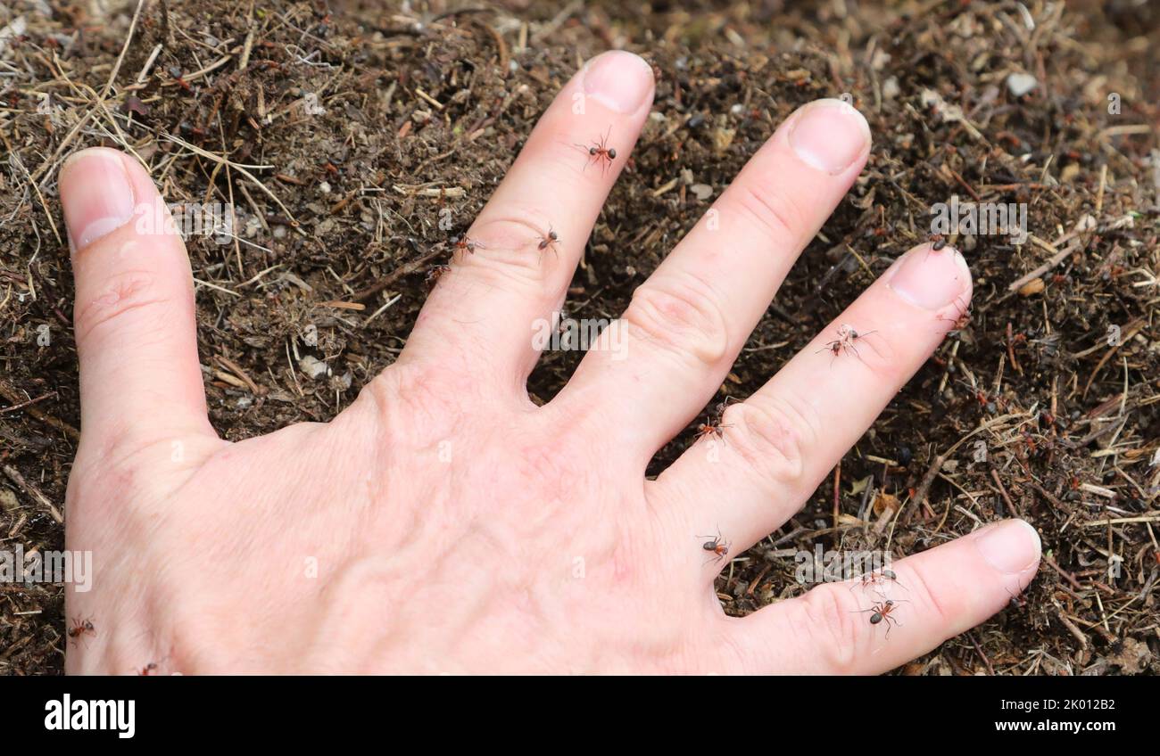 hand of the person covered with many ants in the anthill Stock Photo ...