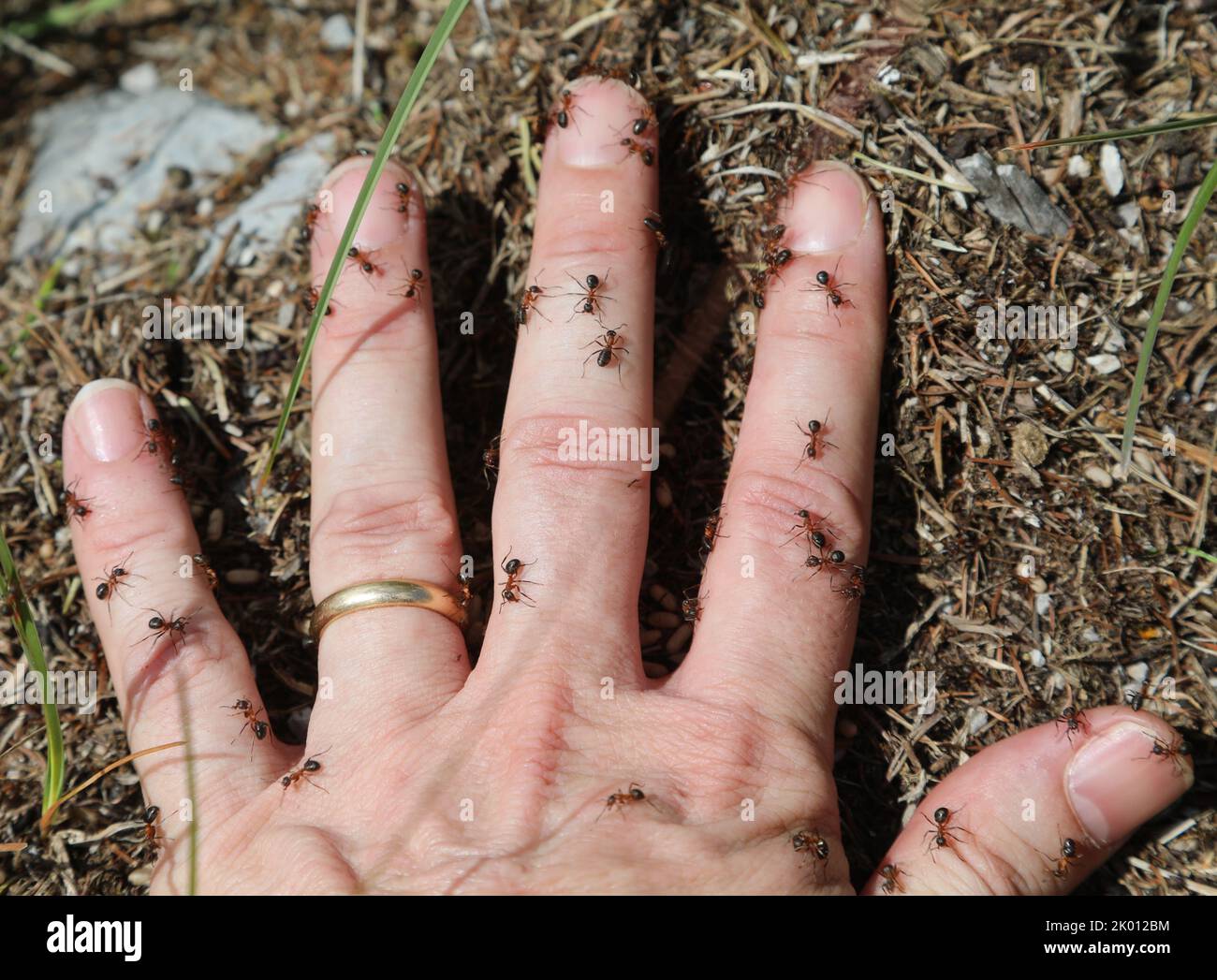 hand with wedding ring and a lot of ants biting the person s fingers ...