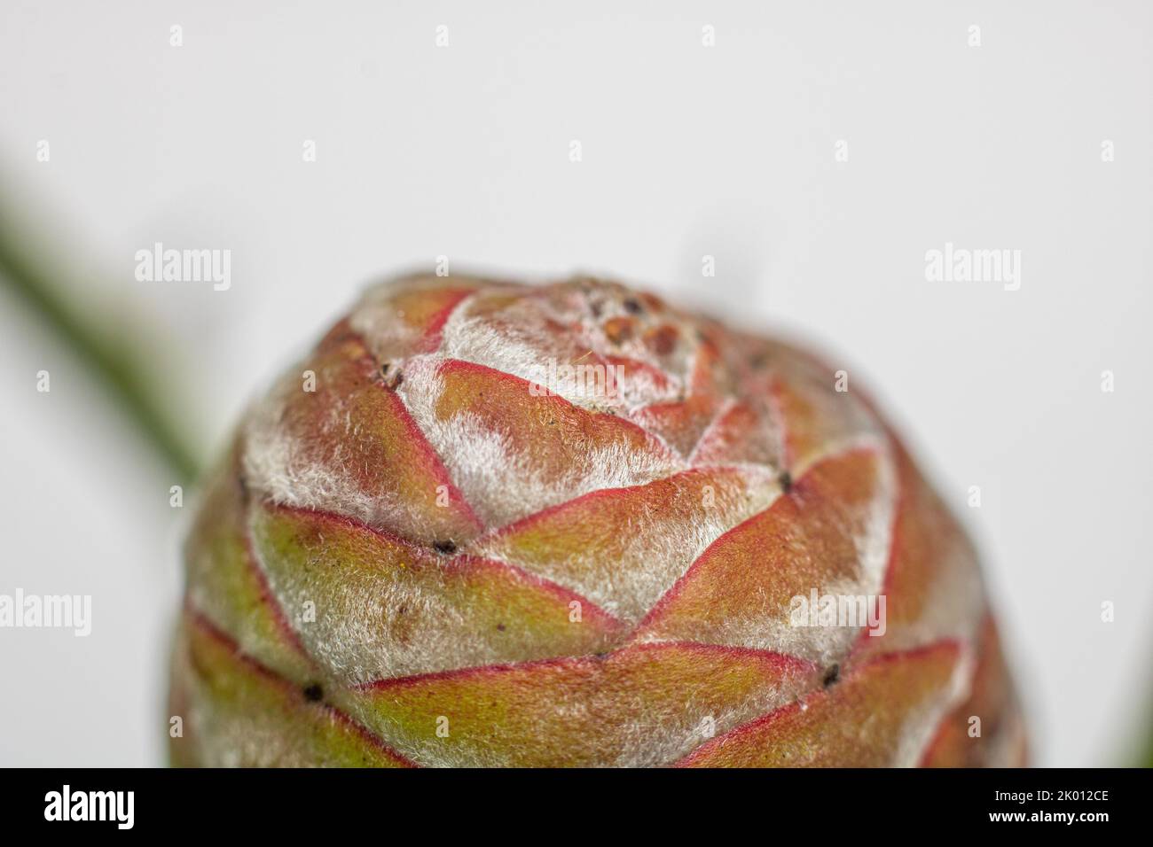 Close-up of the cone of a European Larch conifer tree Stock Photo - Alamy