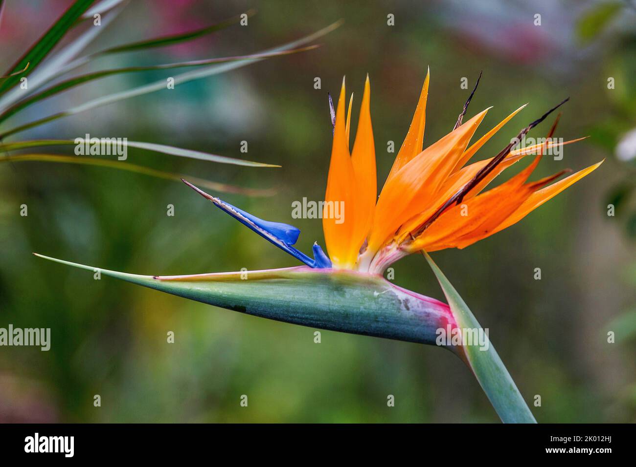 Colombia,Bogota, The botanical garden, Jardin Botanico.Bird of paradise ...