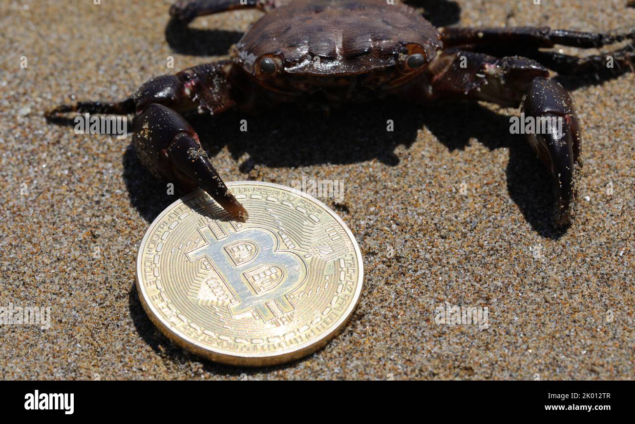 crab holding firmly with its claw the golden coin bit coin on the beach ...
