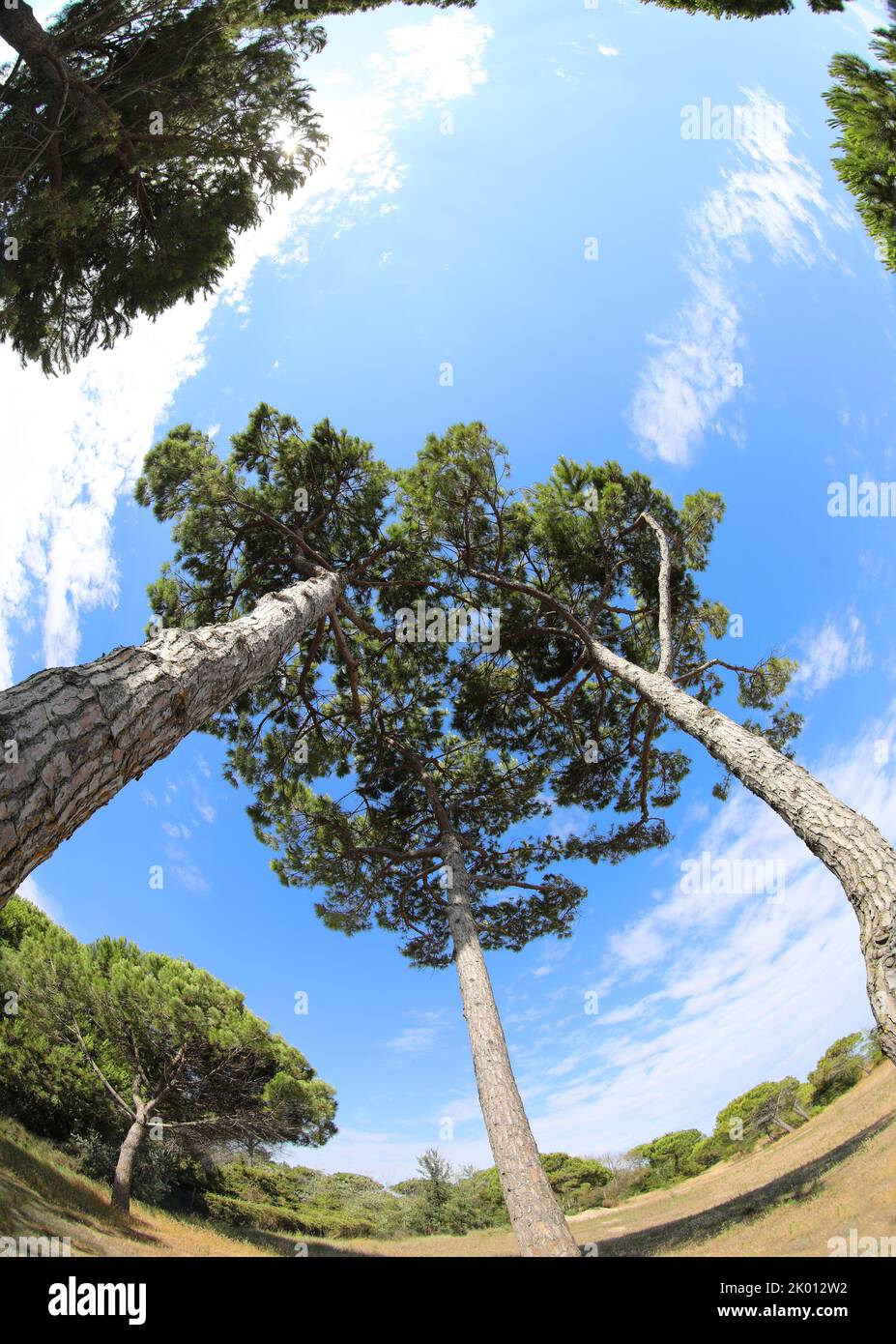 SEA PINE type trees with wrinkled bark seen from below in summer ...