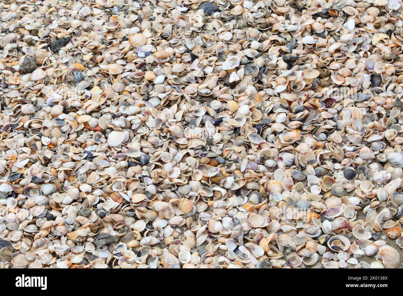 background of thousands of shell of various sea species Stock Photo - Alamy
