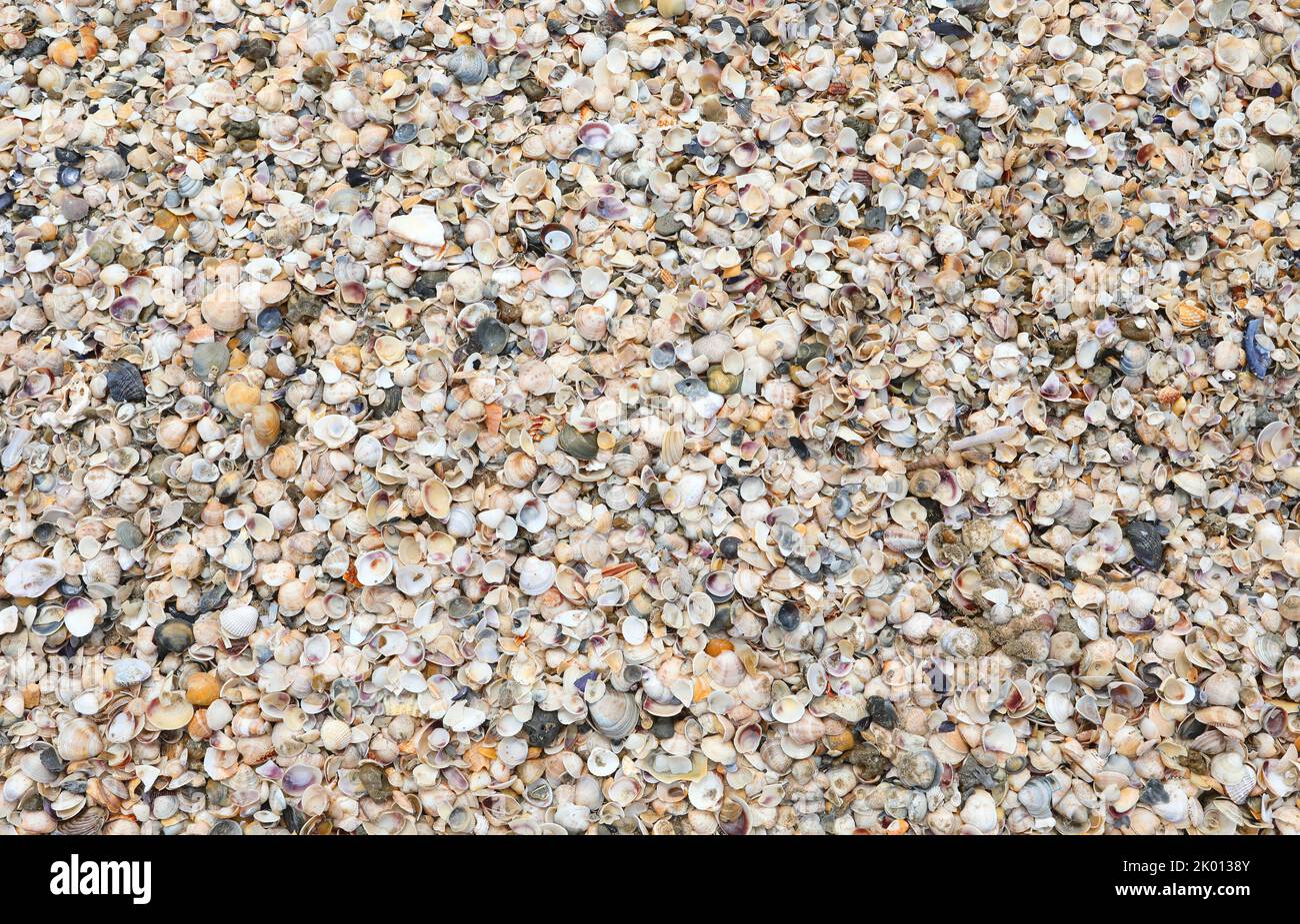 background of thousands of shell of various sea species Stock Photo - Alamy