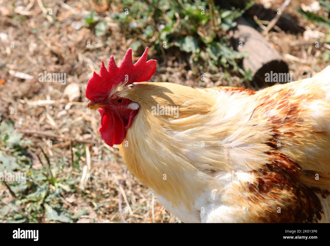free range large rooster with red crest on his head in the chicken coop ...