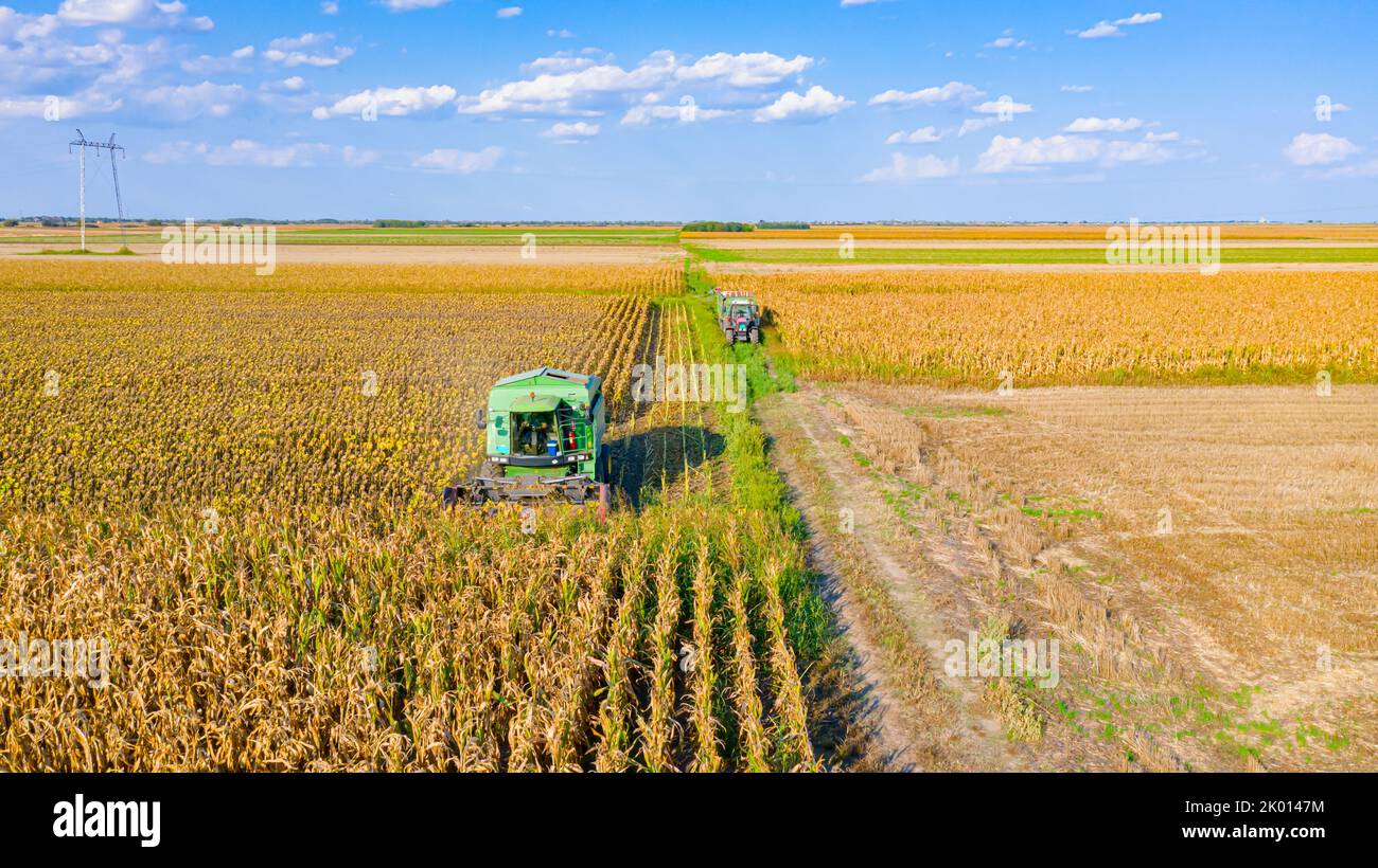 Aerial view, agricultural harvester is cutting and harvesting mature ...