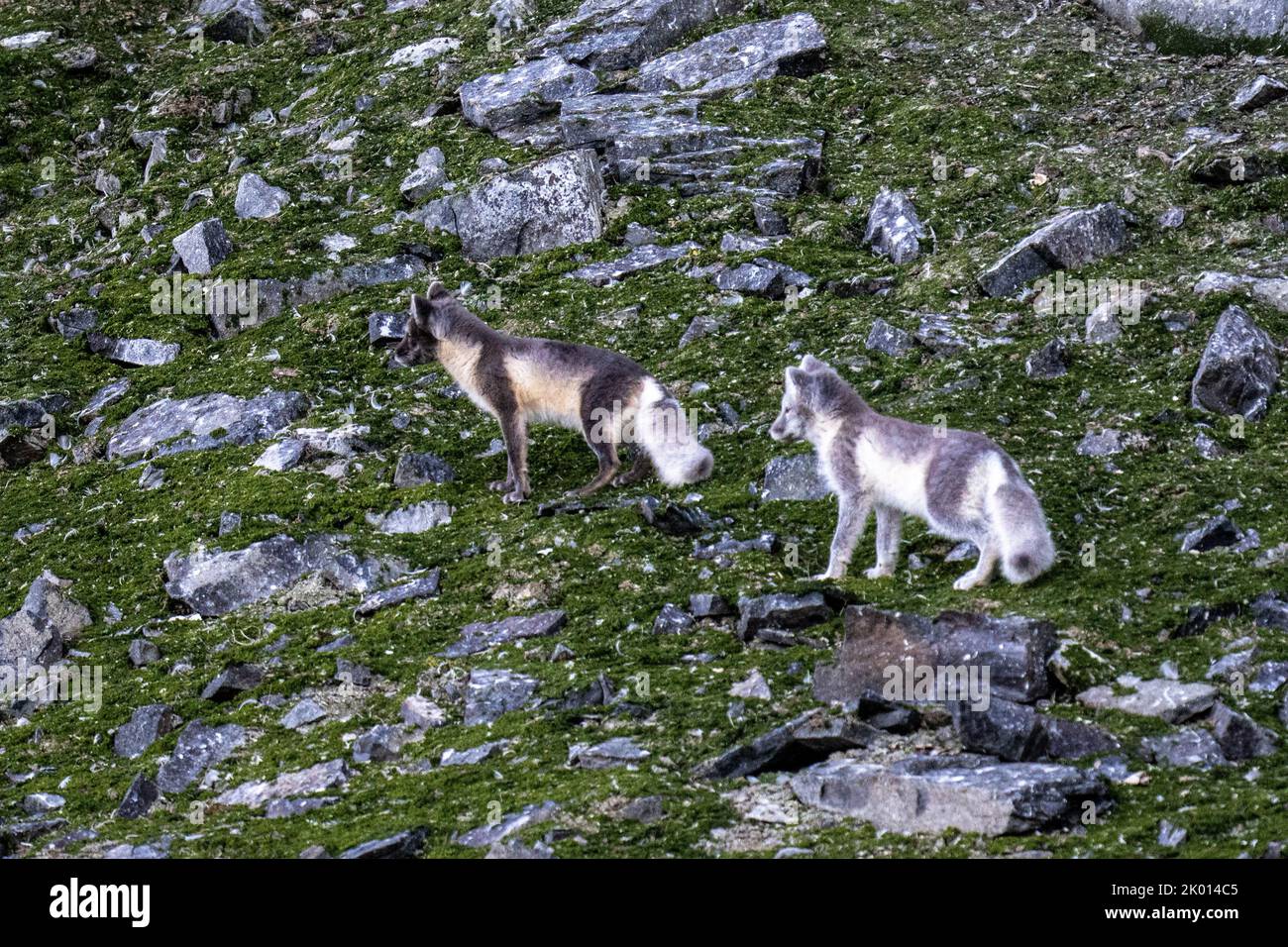 Arctic fox (Vulpes lagopus), also known as the white fox, polar fox, or ...