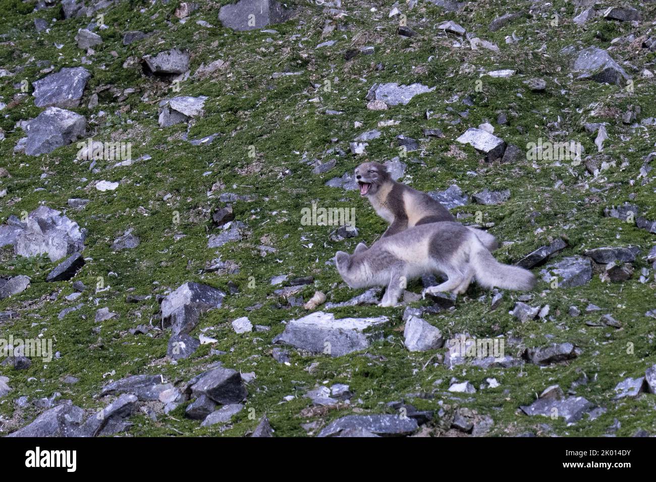 Arctic fox (Vulpes lagopus), also known as the white fox, polar fox, or ...