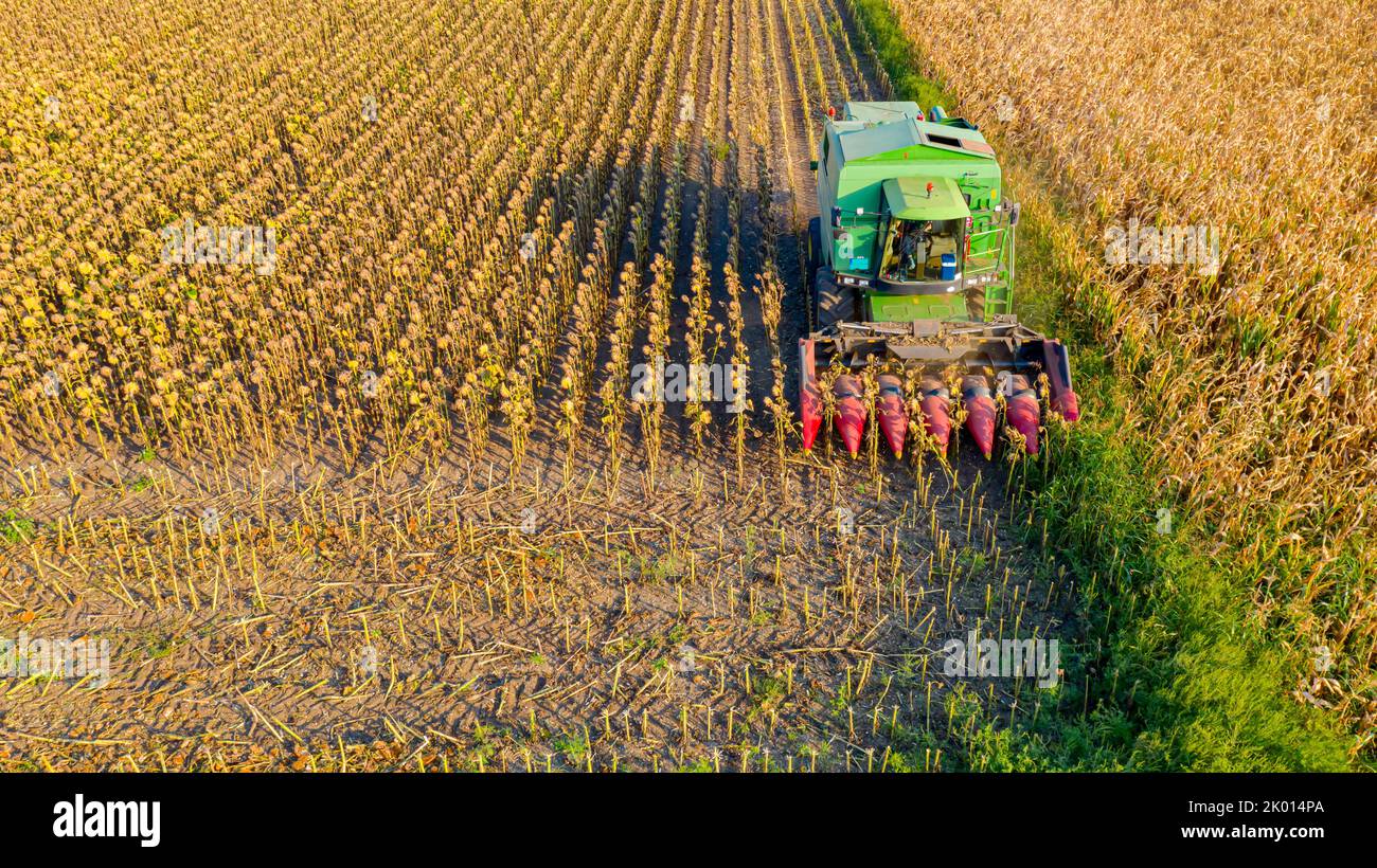 Above view at agricultural harvester is cutting and harvesting mature ...