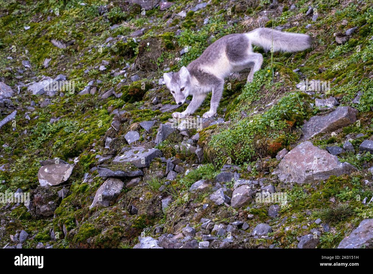 Arctic fox (Vulpes lagopus), also known as the white fox, polar fox, or ...