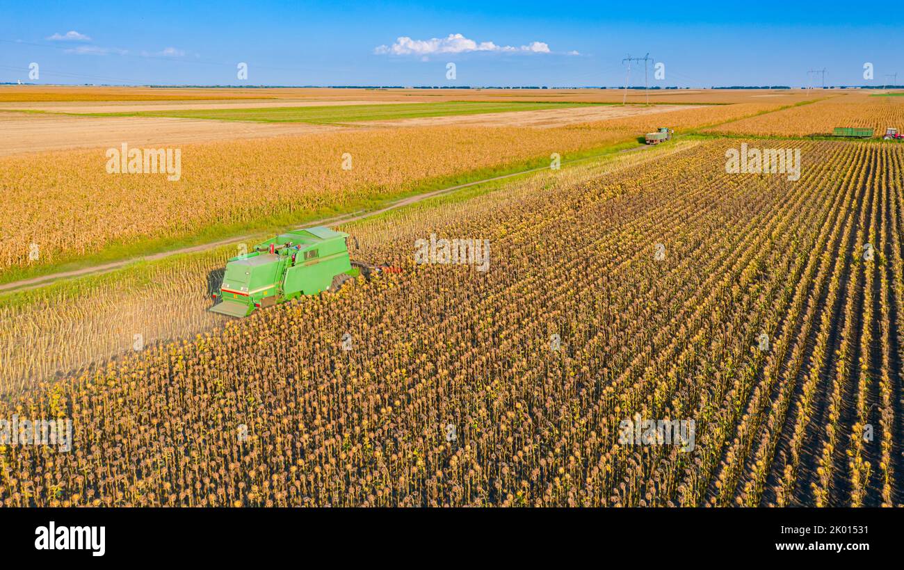 Aerial view, agricultural harvester is cutting and harvesting mature ...
