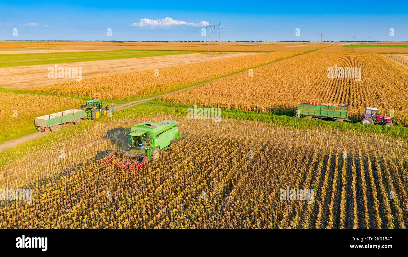 Aerial view, agricultural harvester is cutting and harvesting mature ...