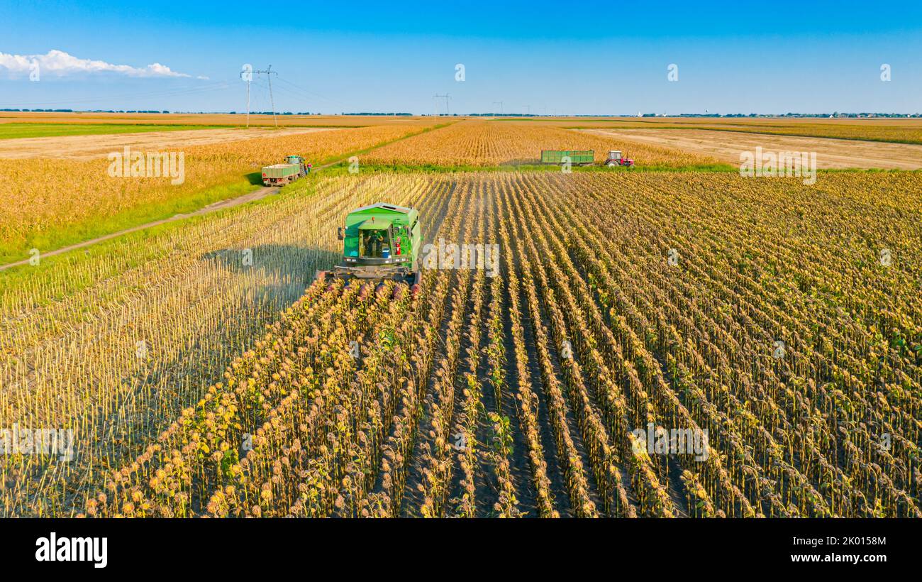 Aerial view, agricultural harvester is cutting and harvesting mature ...