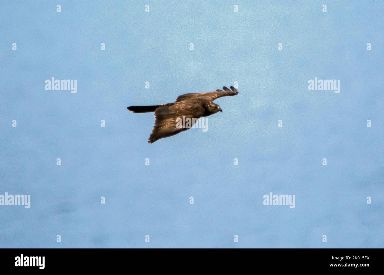 Rapace falco hi-res stock photography and images - Alamy