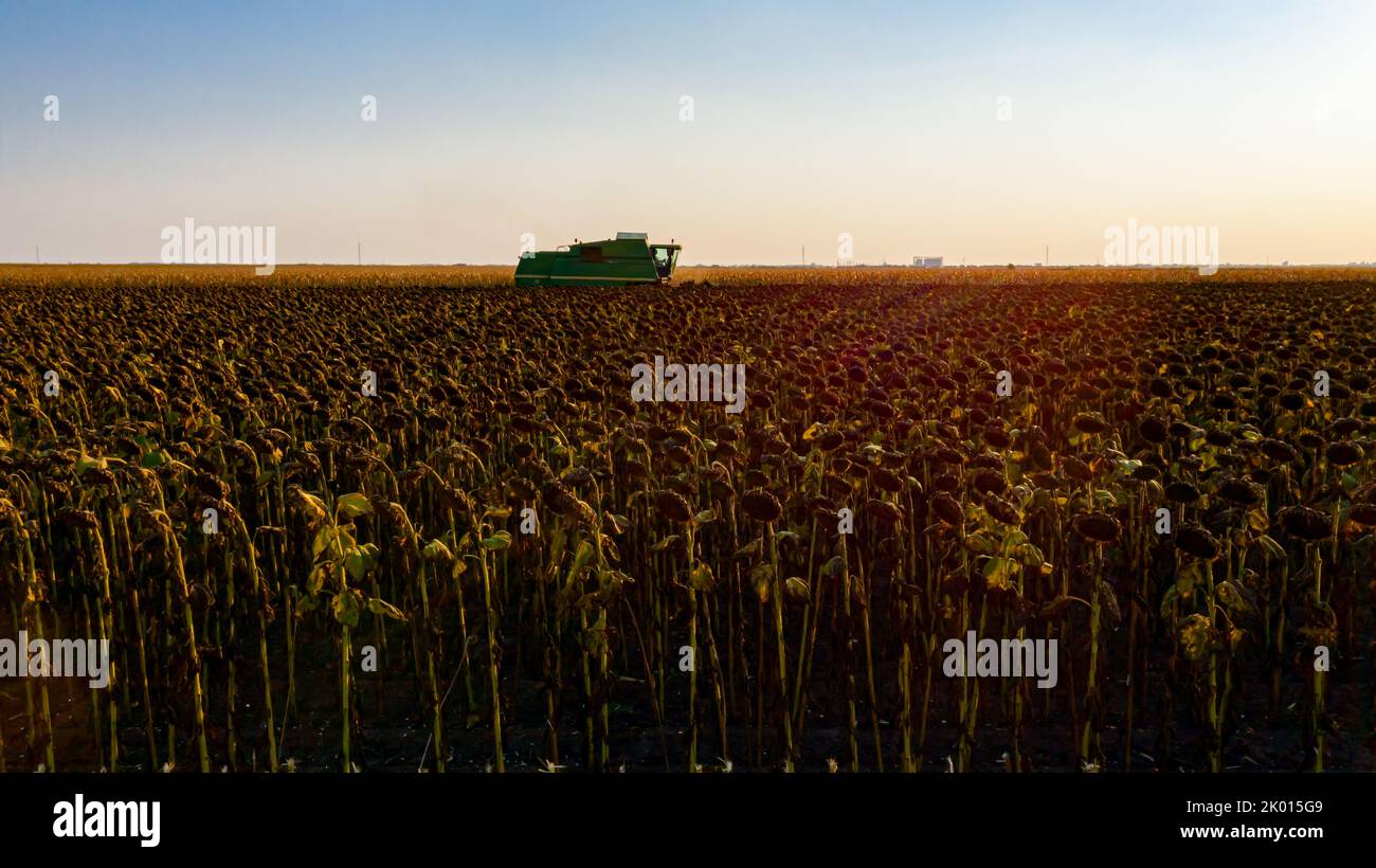 Parallel, view with backlight of agricultural harvester as cutting and ...