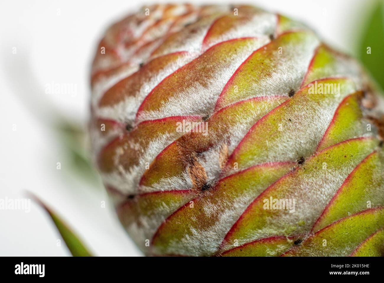 Close-up of the cone of a European Larch conifer tree Stock Photo - Alamy