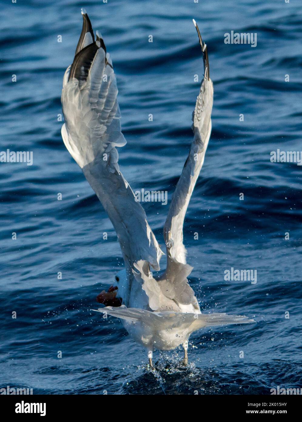 Raro endemico hi-res stock photography and images - Alamy