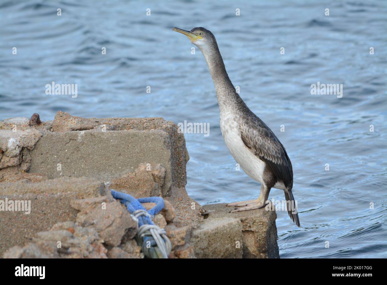 Uccello nero hi-res stock photography and images - Alamy